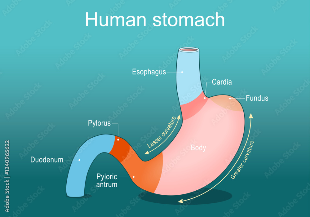 Stomach anatomy. Parts of a human stomach Stock Vector | Adobe Stock