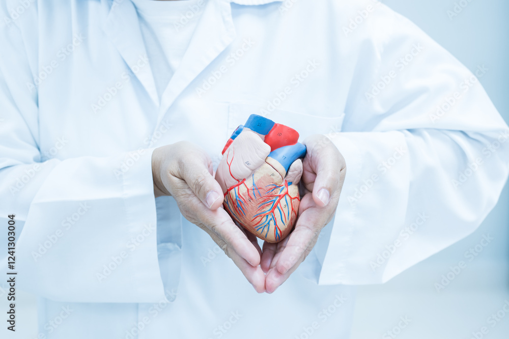 Doctor hand holding heart model anatomy human body model on white ...