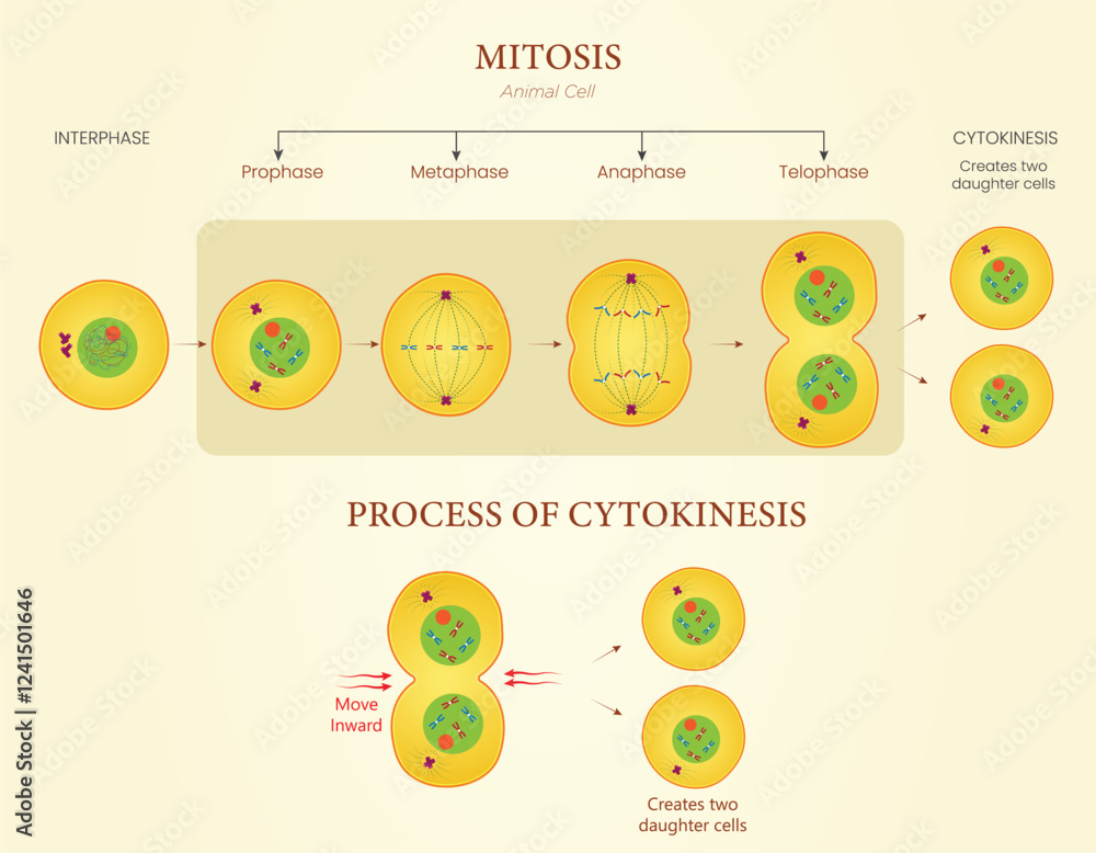Diagram of Mitosis and Cytokinesis Illustration Showing Cell Division ...