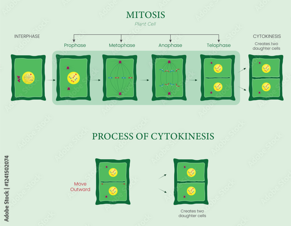 Diagram of Mitosis and Cytokinesis Illustration Showing Cell Division ...