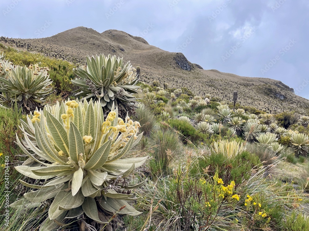 Paramo ecosystem in Los Nevados National Park, Andes Mountains ...