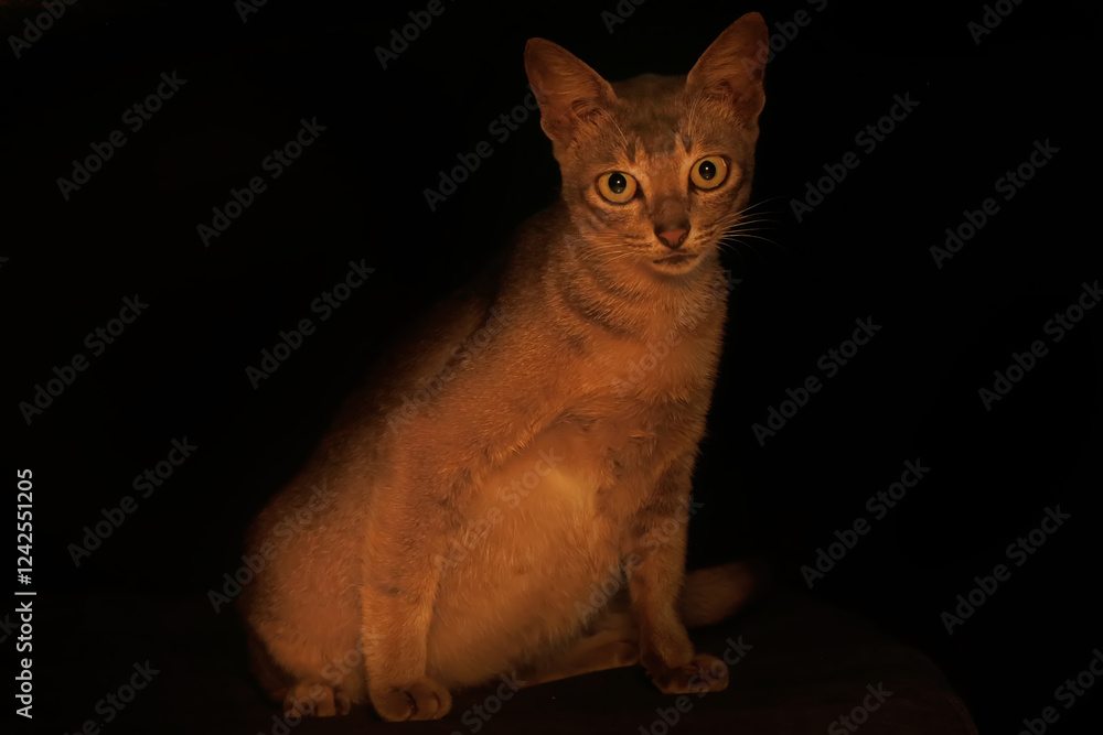 A Heavily Pregnant Mother Cat Is Waiting For The Birth Of Her Babies