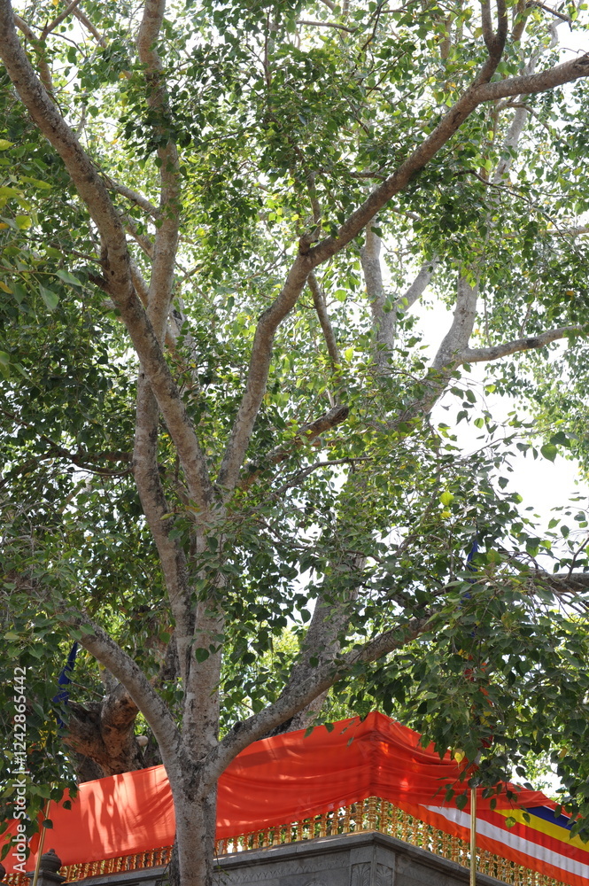 Foto de Stock Anuradhapura, Sri Lanka – September 16, 2024: Jaya Sri ...