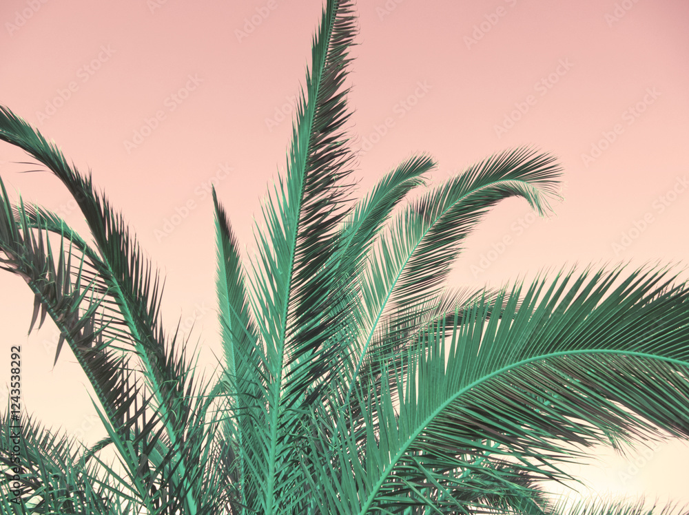 Exotic coconut palm on peach background. Minimal tropical abstract ...