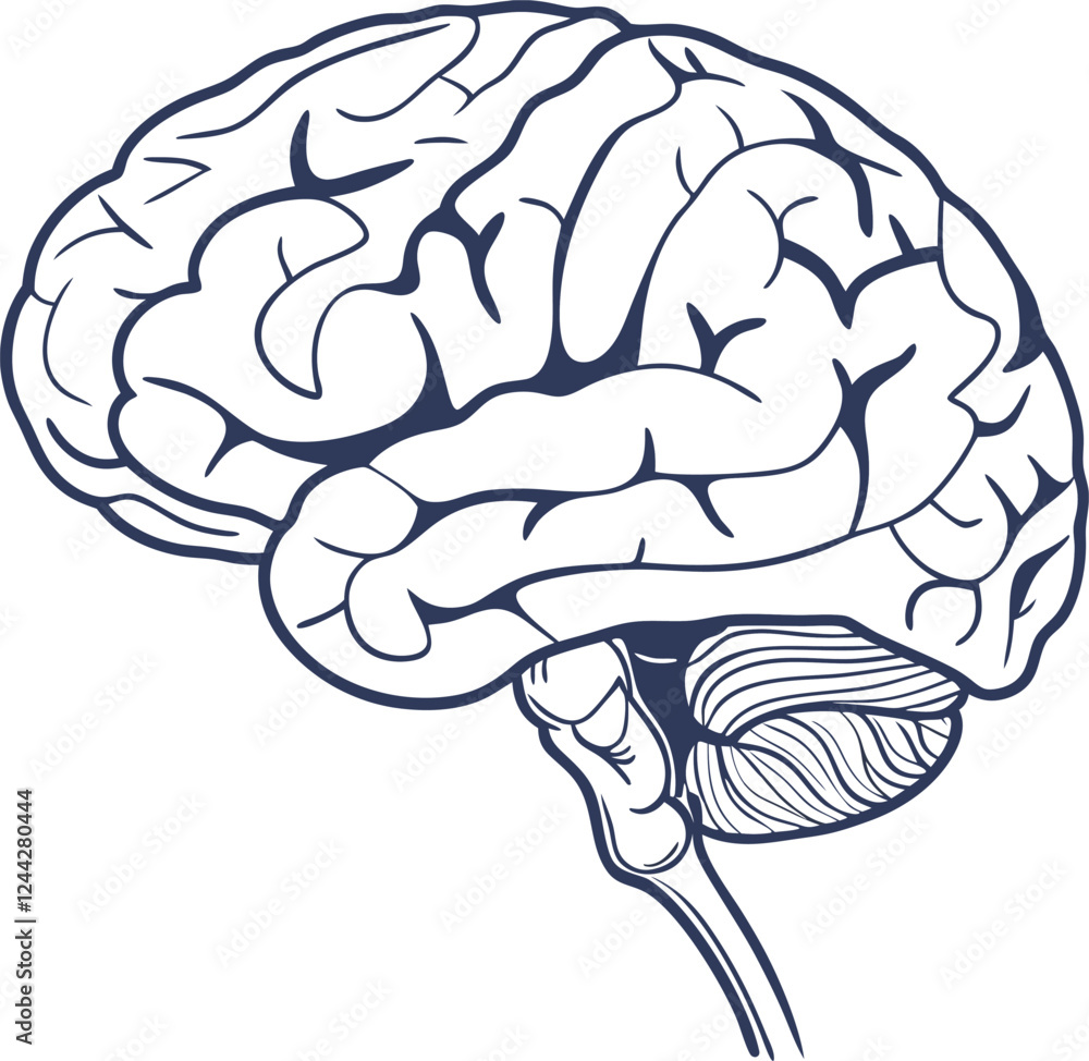 Human brain vector hand drawn. Vector anatomy illustration of the human ...