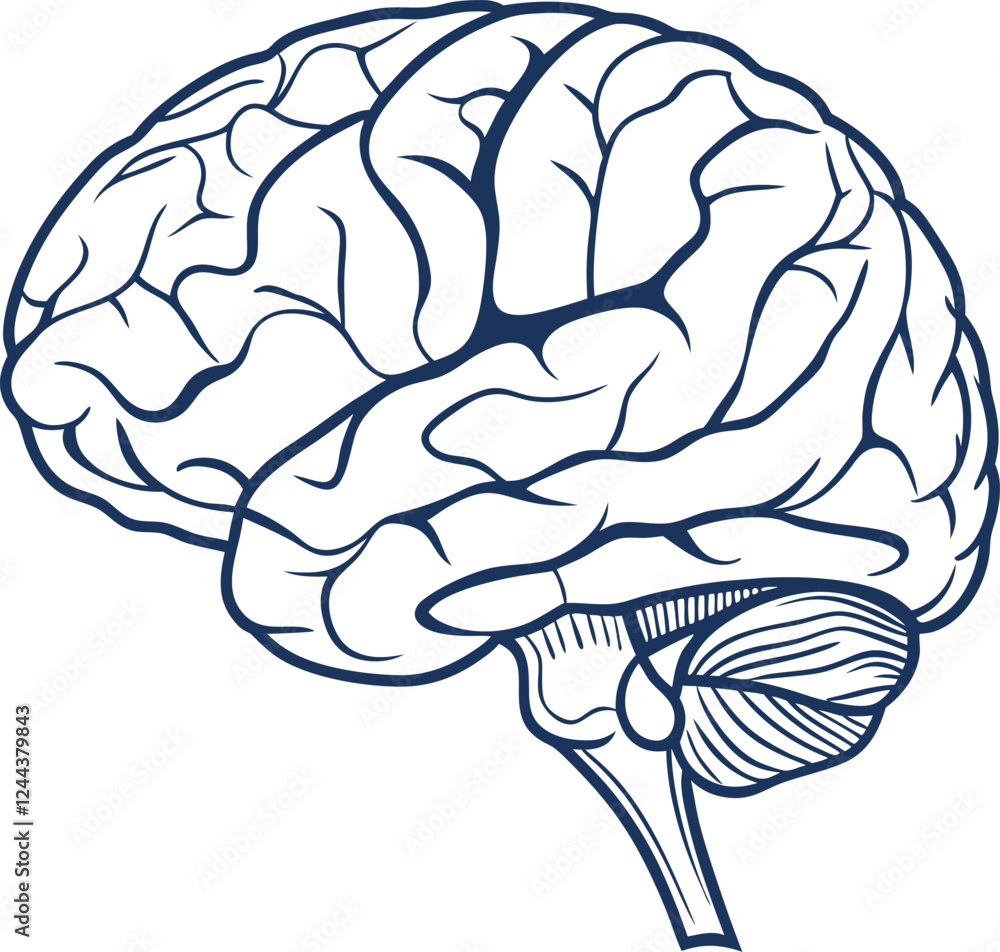 Human brain vector hand drawn. Vector anatomy illustration of the human ...