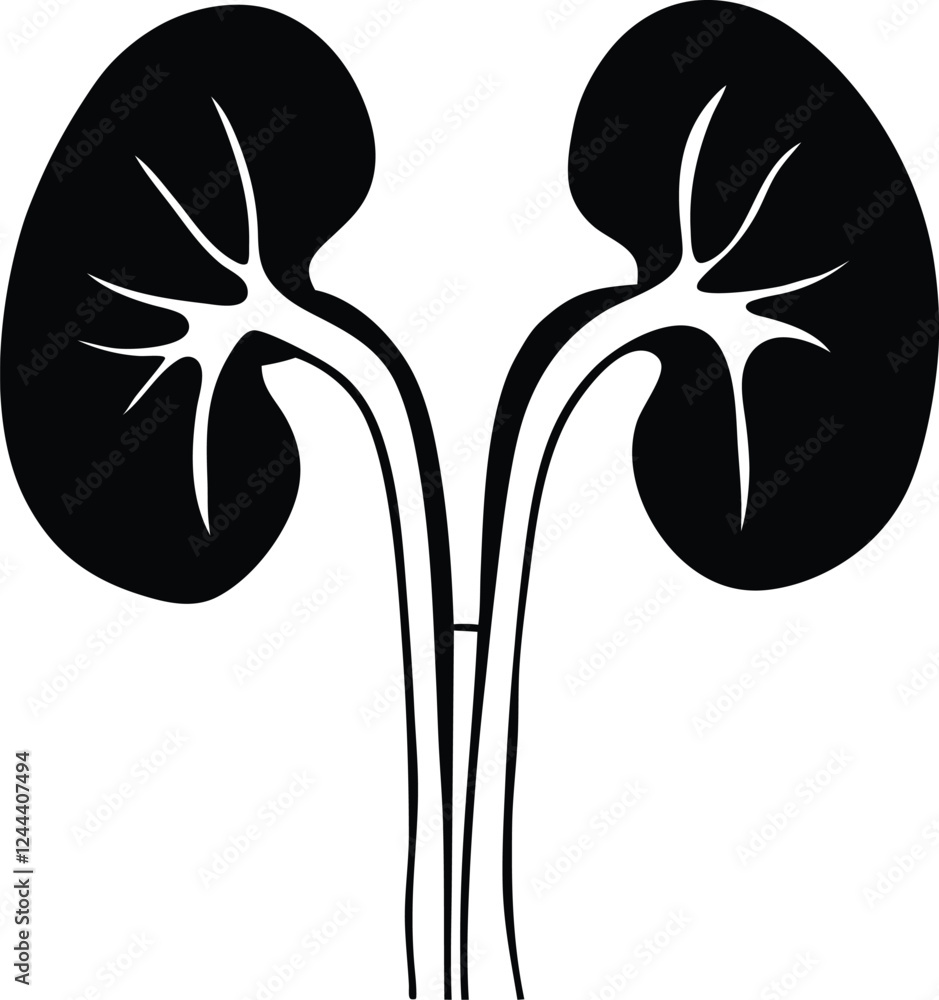 Human kidney with shield isolated on white background. Kidney care ...