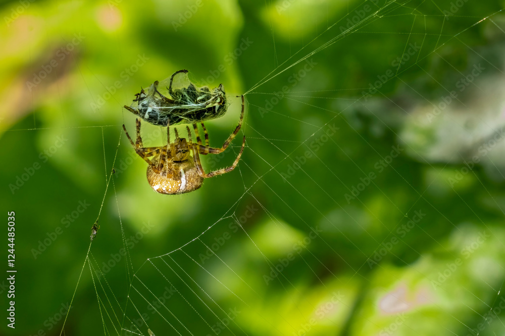 Issaquah, Washington State, USA. Cross orb-weaver spider on its prey of ...
