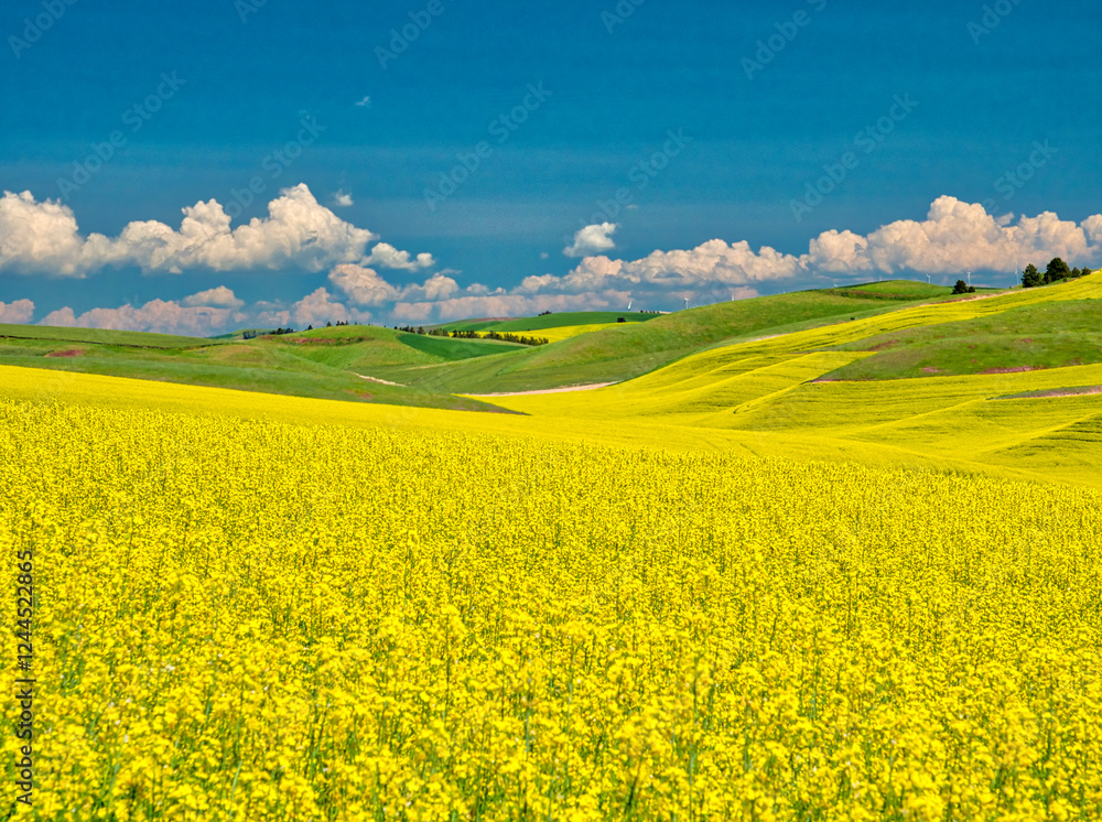 USA, Washington State, Palouse Region. Spring canola field with ...