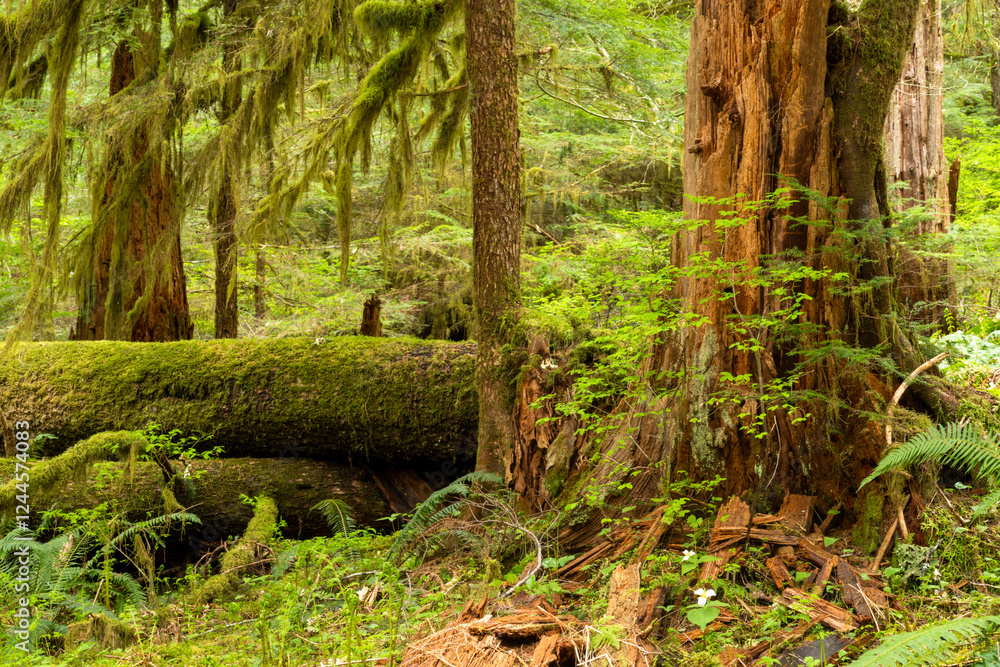 USA, Washington State, Olympic National Park. Ancient rotting trees ...
