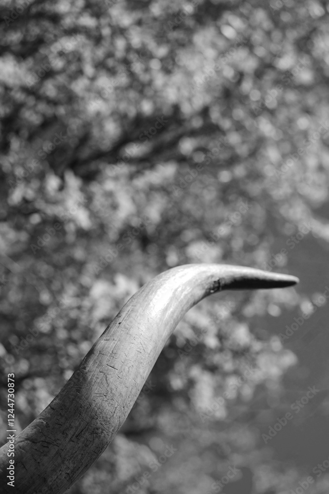 Texas longhorn cow horn vertical view in black and white with tree ...