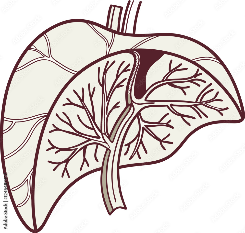 Realistic liver anatomy structure. Vector hepatic system organ ...