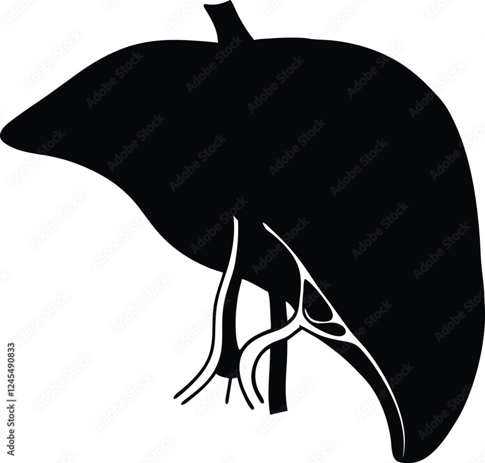 Realistic liver anatomy structure. Vector hepatic system organ ...