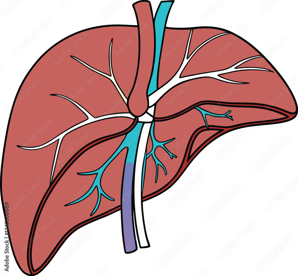 Realistic liver anatomy structure. Vector hepatic system organ ...