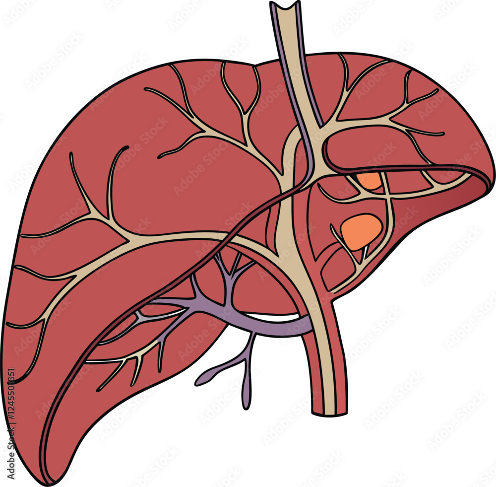 Realistic liver anatomy structure. Vector hepatic system organ ...