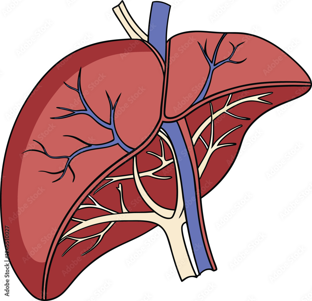 Realistic liver anatomy structure. Vector hepatic system organ ...
