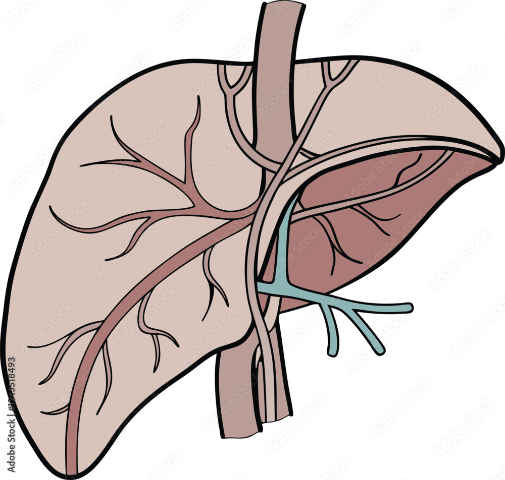 Realistic liver anatomy structure. Vector hepatic system organ ...