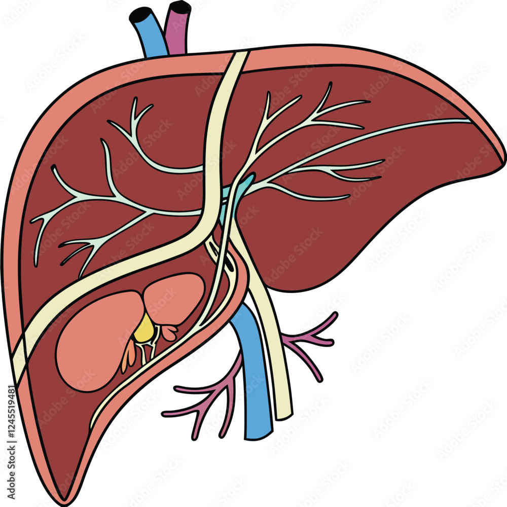 Realistic liver anatomy structure. Vector hepatic system organ ...