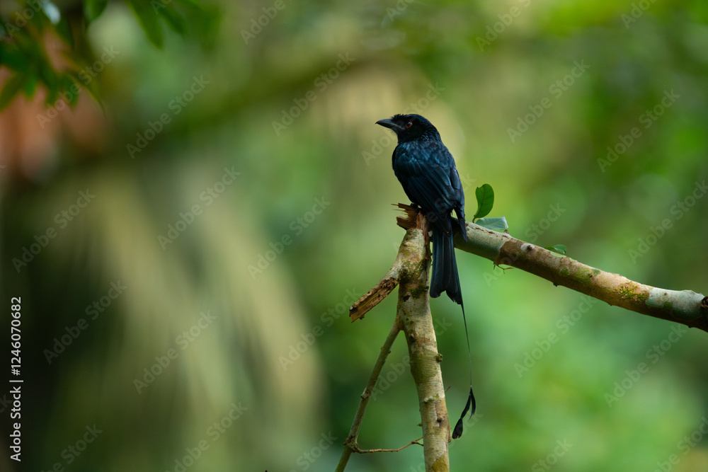 Greater racket-tailed drongo (Dicrurus paradiseus) perching on mossy ...