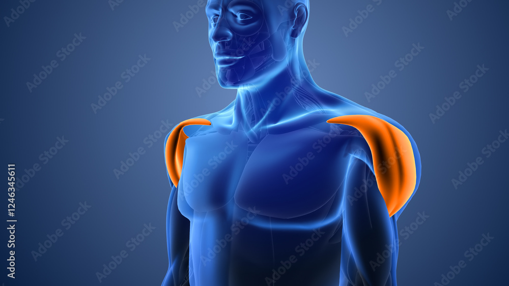 Structure of the deltoid muscle anatomy Stock Illustration | Adobe Stock