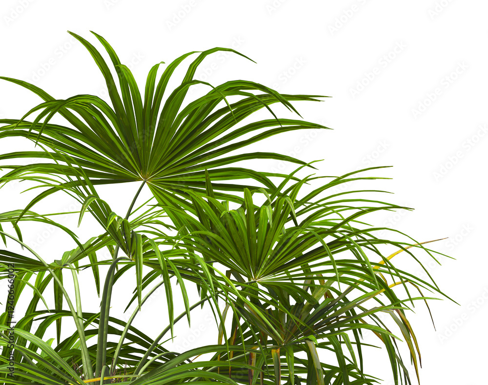 corner palm Tree branch isolated on white background. also known as the ...