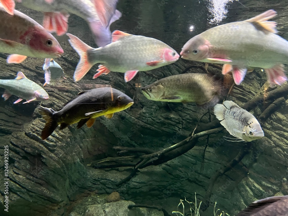 peces tropicales, cocodrilos, siluro, pez payaso, tortugas y anfibios ...