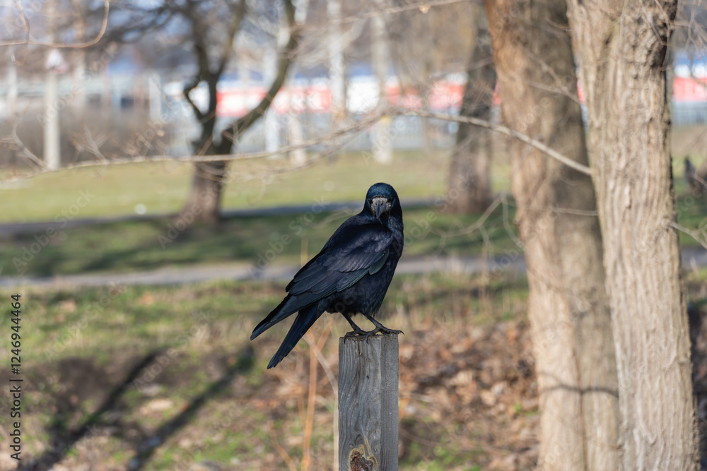 Bird rook perching and looking in early spring in city park. Crow with ...