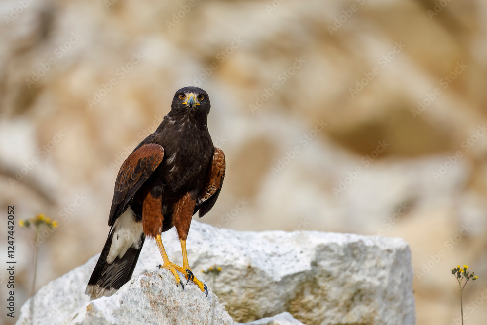 Hawk at sunset. Harris's hawk, Parabuteo unicinctus, perched on rock in ...