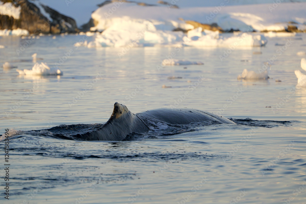 Humpback whale's back in the ocean. Humpback whale in the wild nature ...