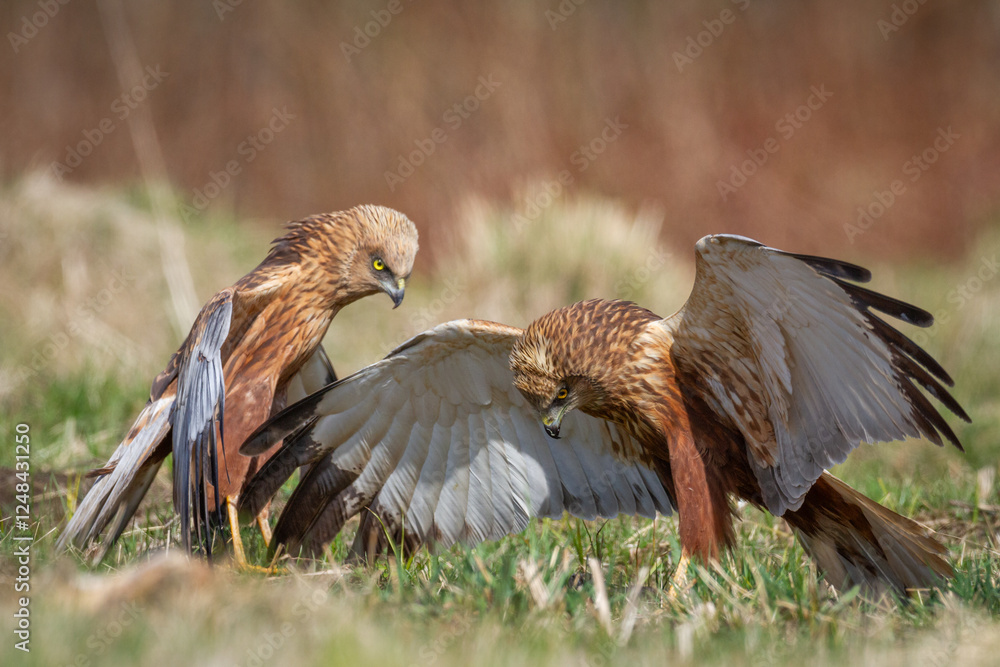 Birds of prey male Marsh harrier Circus aeruginosus, hunting time ...