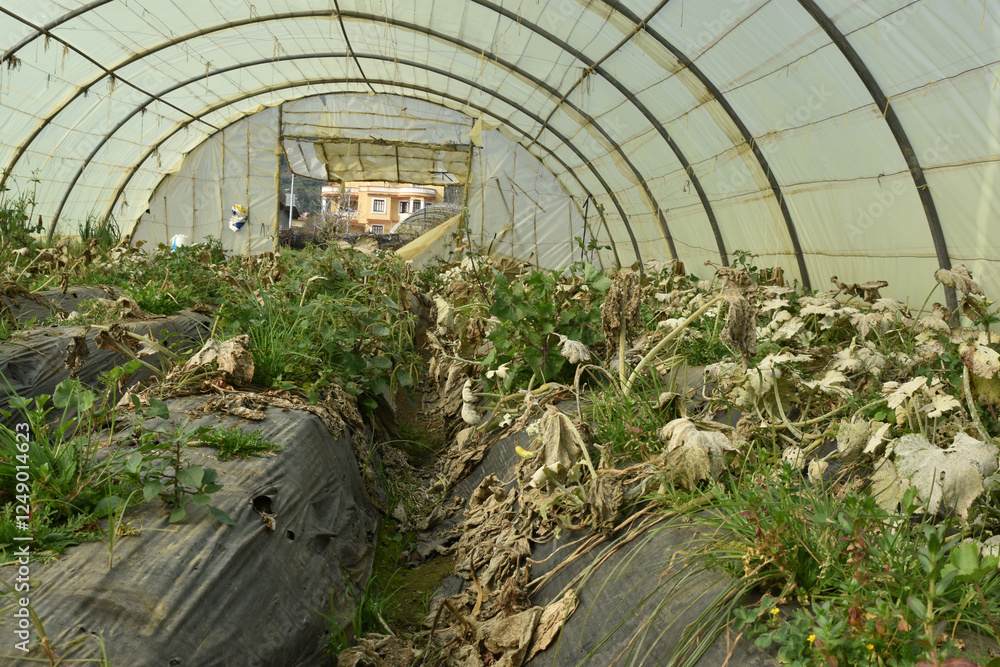 Fungal disease Powdery mildew on zucchini foliage in greenhouse ...