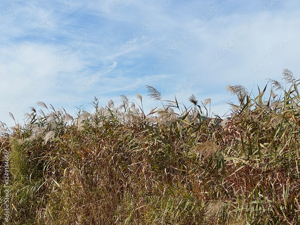 한국 가을 갈대밭 | Reed field in Korea | Korean reed field | autumn Stock ...
