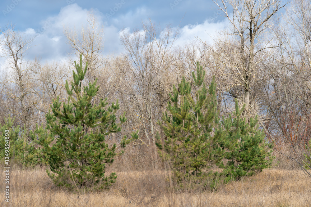 Pine trees grow in early spring close-up. Newly planted of young ...