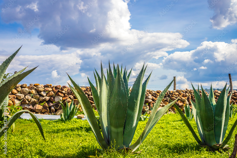 Agave plantation for tequila, mezcal and pulque in Monte Escobedo ...