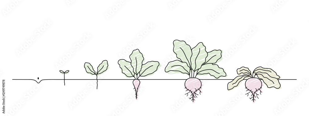 beetroot growth stages, growing chard line art, life cycle of beet root ...
