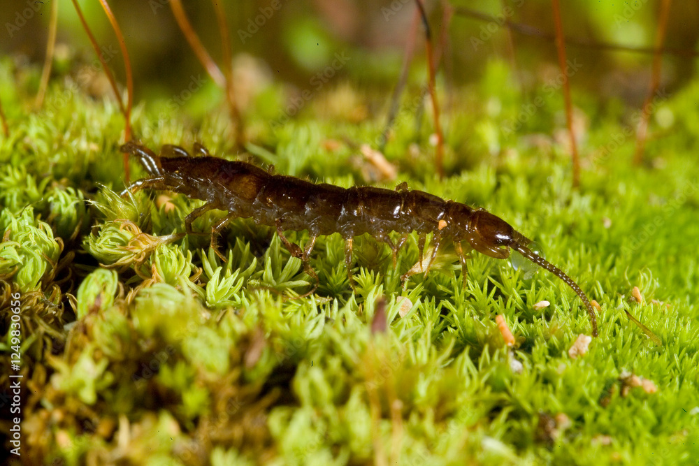 Centipede. Centipedes are predatory arthropods belonging to the class ...