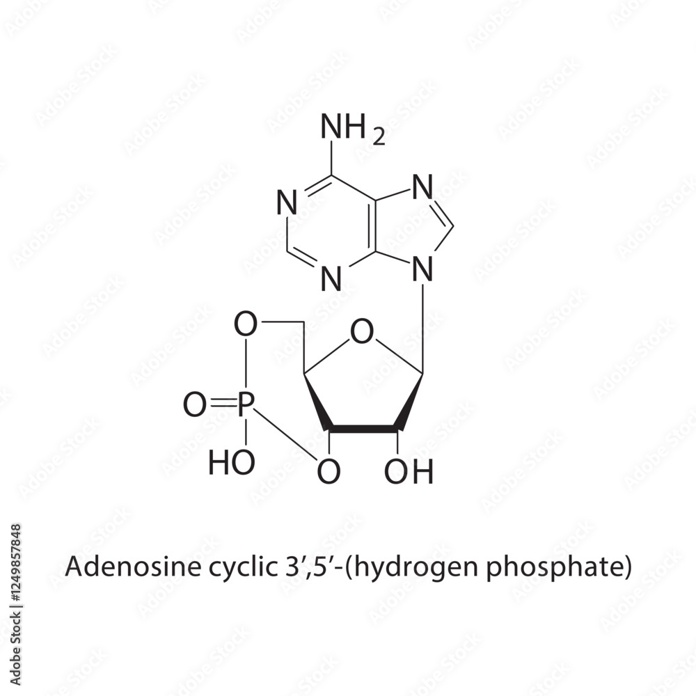 Image vectorielle Stock Adenosine cyclic 3’,5’-(hydrogen phosphate ...