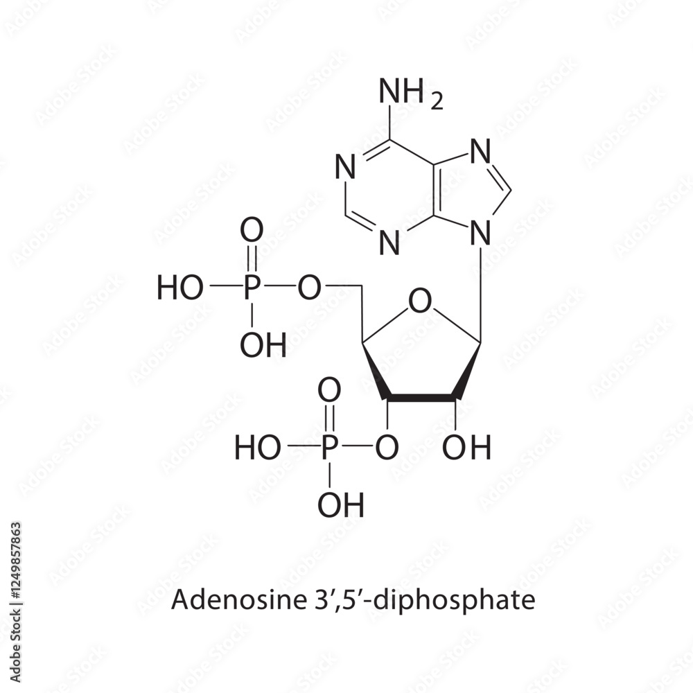 Adenosine 3’,5’-diphosphate skeletal structure.Nucleotide/Nucleoside compound schematic ...