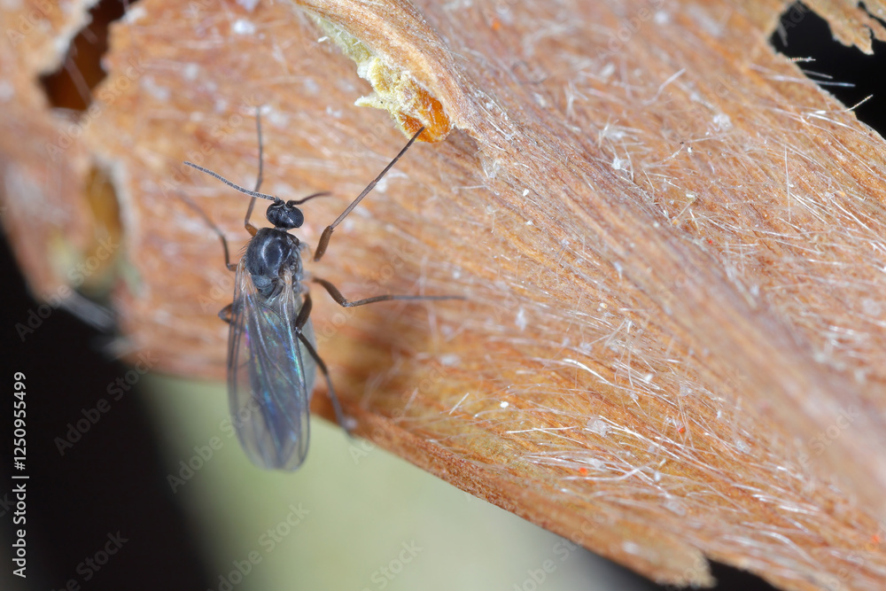 Dark-winged fungus gnat flies, Sciaridae. A female fly on the leaf of a ...