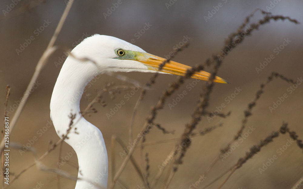 Ardea alba closeup, white heron portrait. Great White Egret in hunt on the lake, (Ardea Alba ...