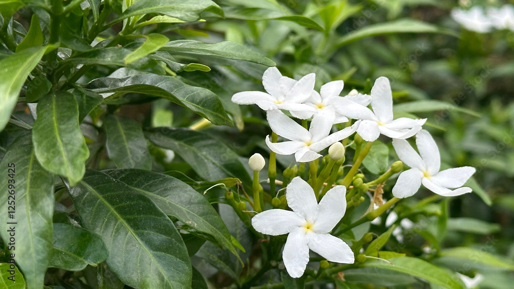 Pinwheel Flowers, white flowers,crape jasmine,Tabernaemontana ...