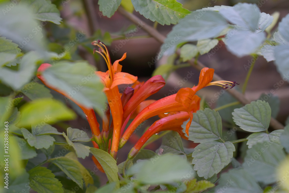 red tecoma flower, Tecoma Stans flowering perennial shrub in Trumpet ...