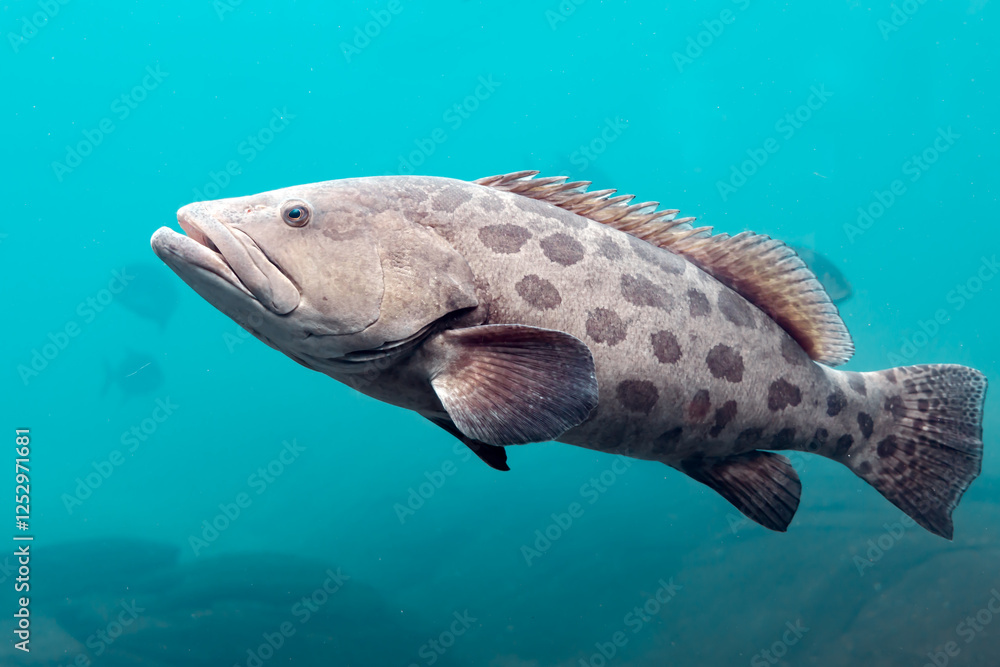 Potato grouper species of marine ray-finned fish, a grouper from the ...