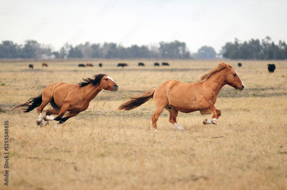 Caballos Corriendo