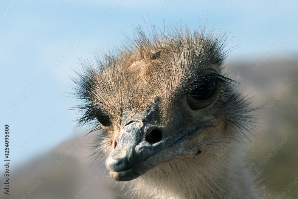 African ostrich (lat. - Struthio camelus) in the Yotvata Hai-Bar Nature ...