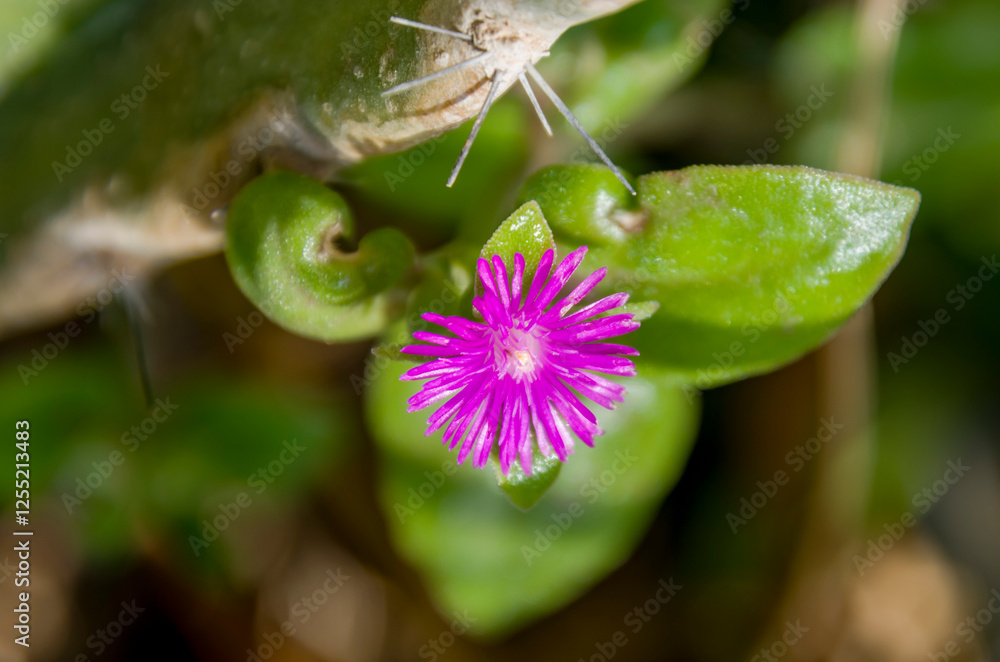 Mesembryanthemum cordifolium, anteriormente conocida como Aptenia ...