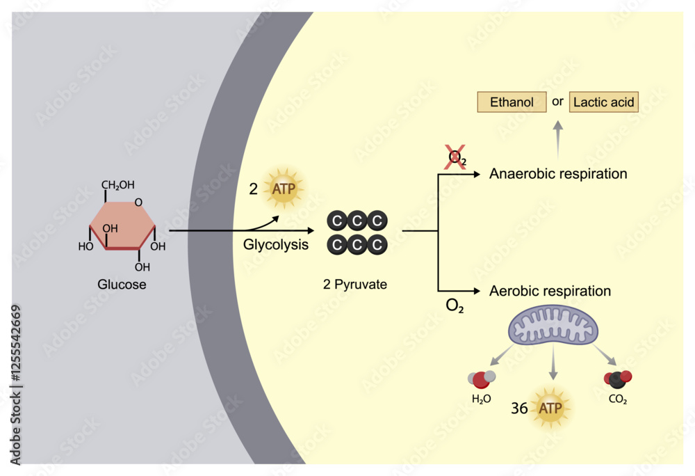 Aerobic and Anaerobic cellular Respiration. Glycolysis. Fermentation ...