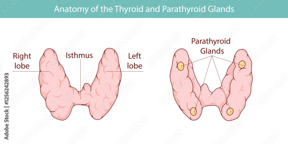 Vector illustration of the thyroid gland and parathyroid gland. Human ...