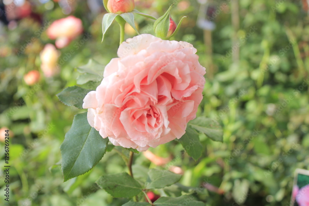 Flowers are the reproductive structures of flowering plants ...