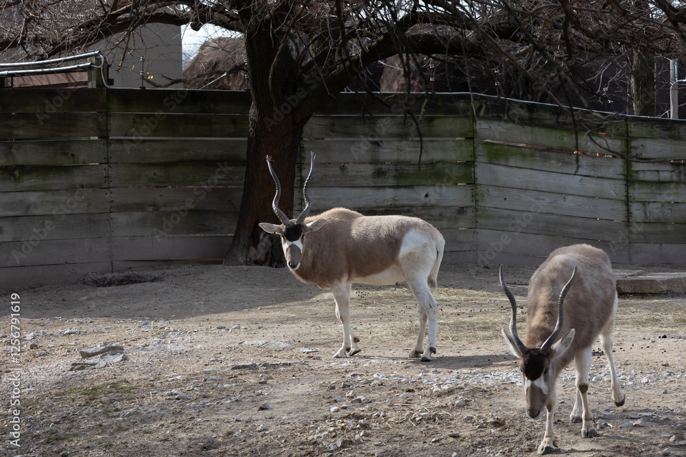 Beautiful African Addox at the st louis zoo Stock Photo | Adobe Stock